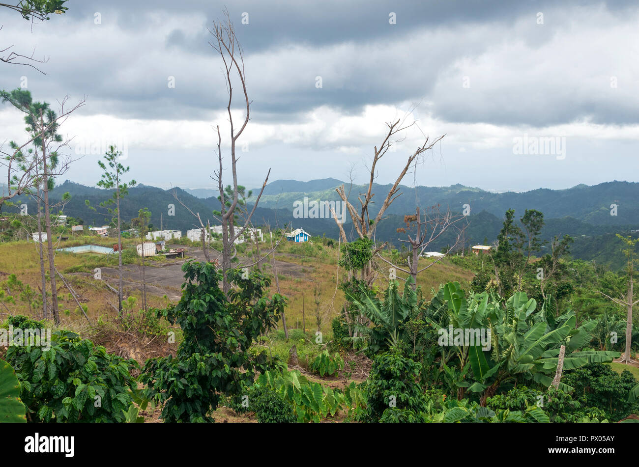 mountainous region of puerto rico in foothills of cerro punta near ...