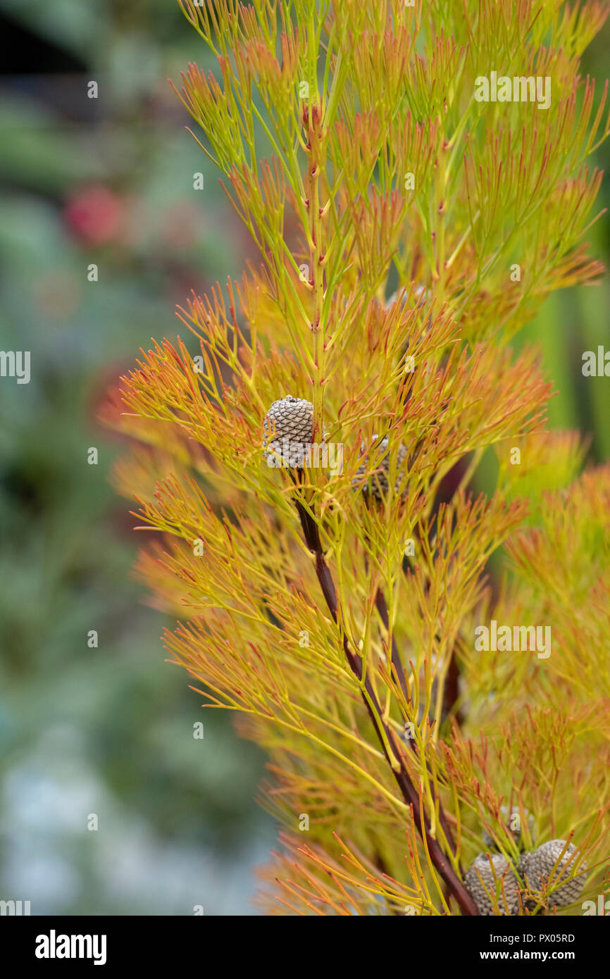 Australian native plant hi-res stock photography and images - Alamy