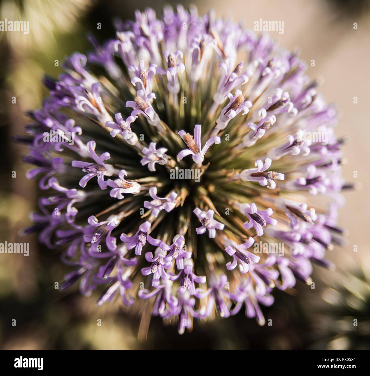 Spring Flowers with Cheerful Colors in the Athens National Garden, Feel ...