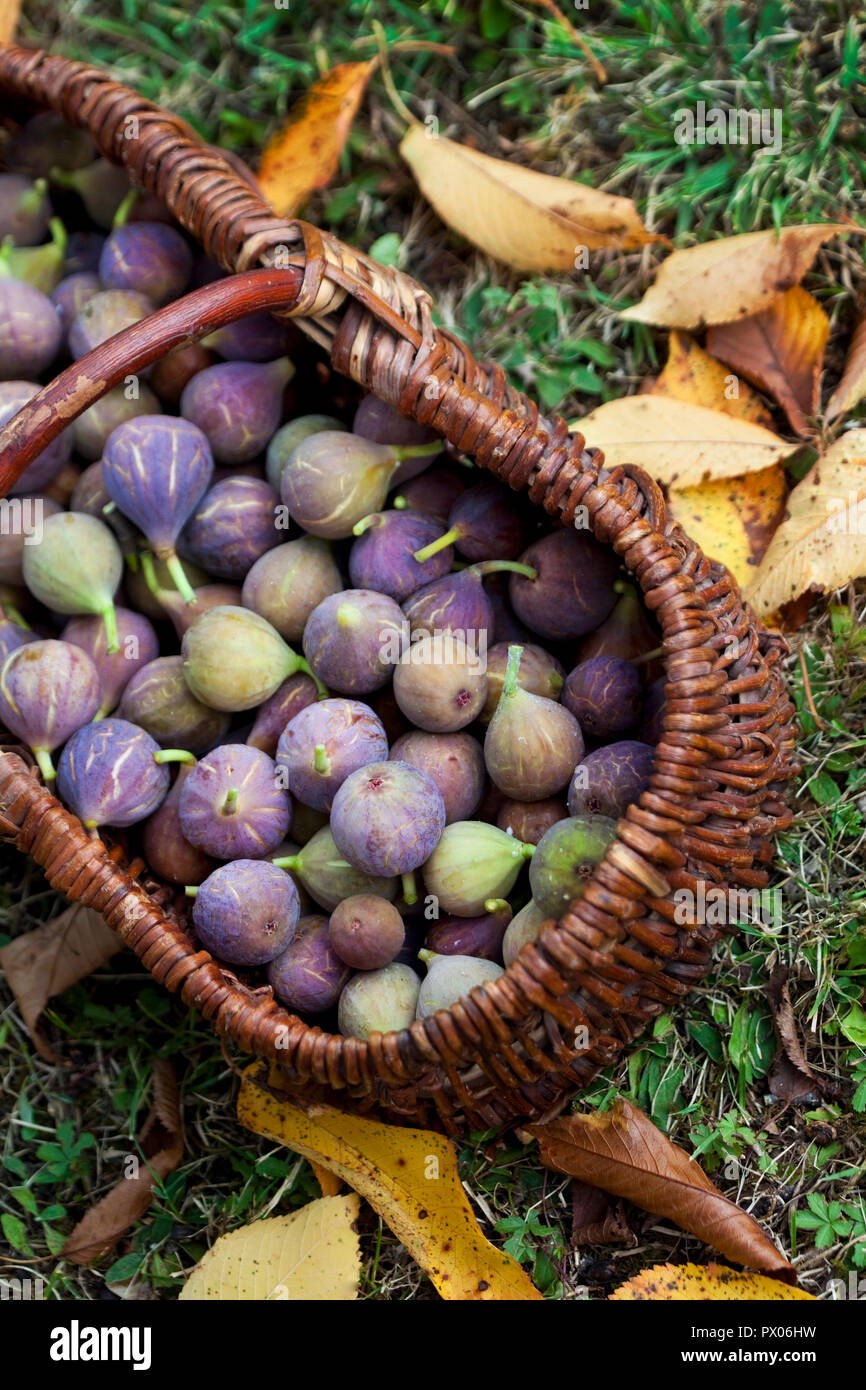 Small Autumn figs in a wicker basket Stock Photo - Alamy