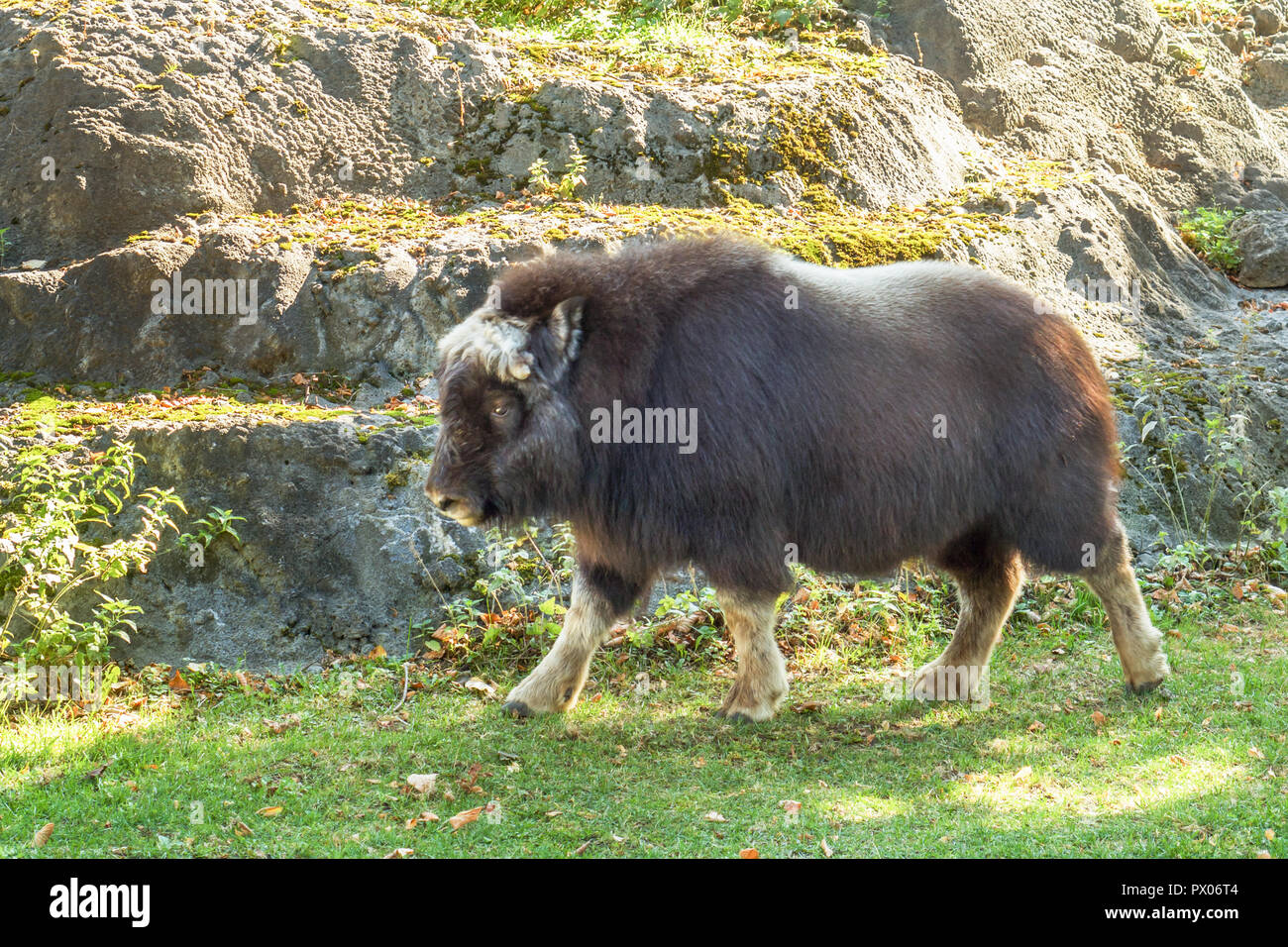 Fluffy bison hi-res stock photography and images - Alamy
