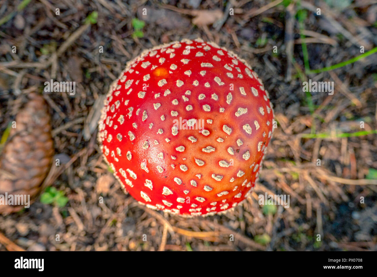 Red mushroom with white spots Stock Photo - Alamy