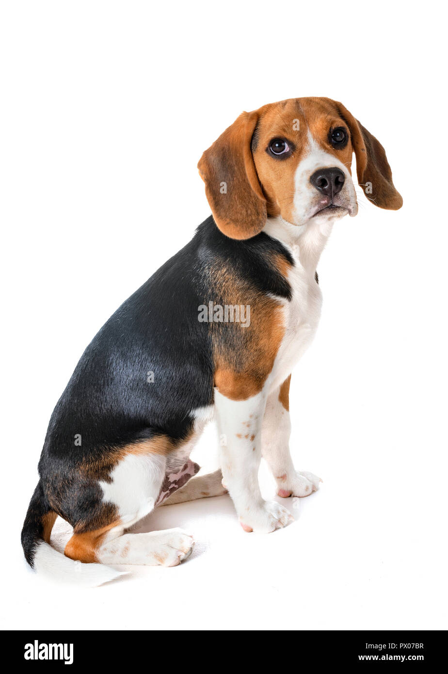 beagle dog in front of white background Stock Photo - Alamy