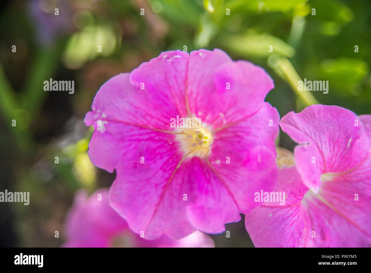 Spring Flowers with Cheerful Colors in the Athens National Garden, Feel ...