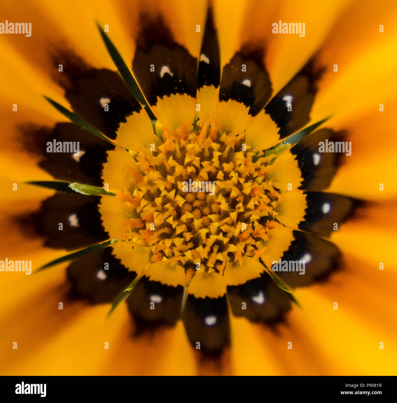Spring Flowers with Cheerful Colors in the Athens National Garden, Feel ...