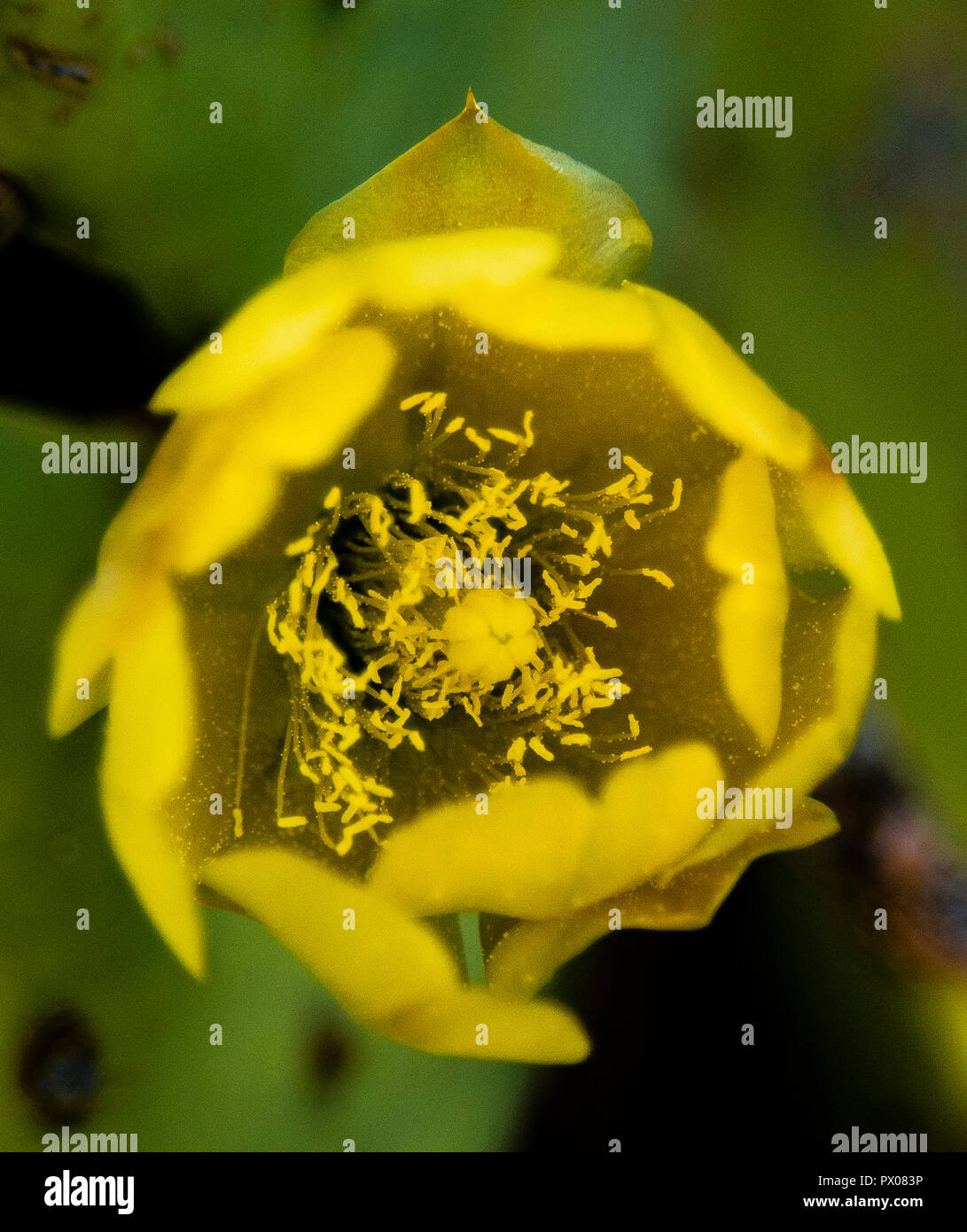 Spring Flowers with Cheerful Colors in the Athens National Garden, Feel ...