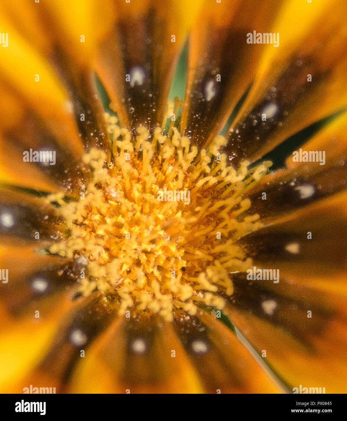 Spring Flowers with Cheerful Colors in the Athens National Garden, Feel ...
