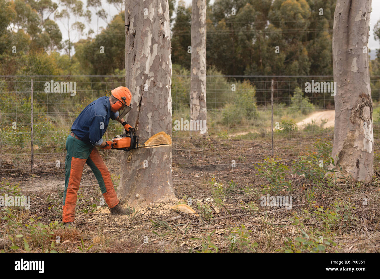 Cutting trunk hi-res stock photography and images - Alamy