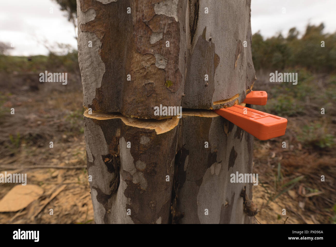Half cut tree trunk in the forest Stock Photo - Alamy