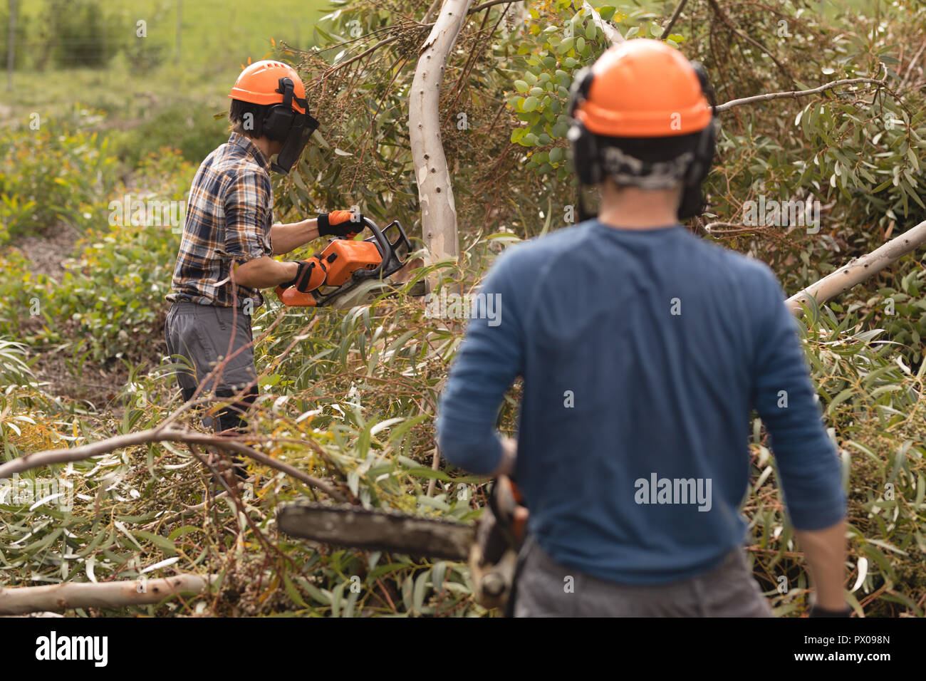 Two lumberjacks with chainsaw cutting fallen tree Stock Photo - Alamy