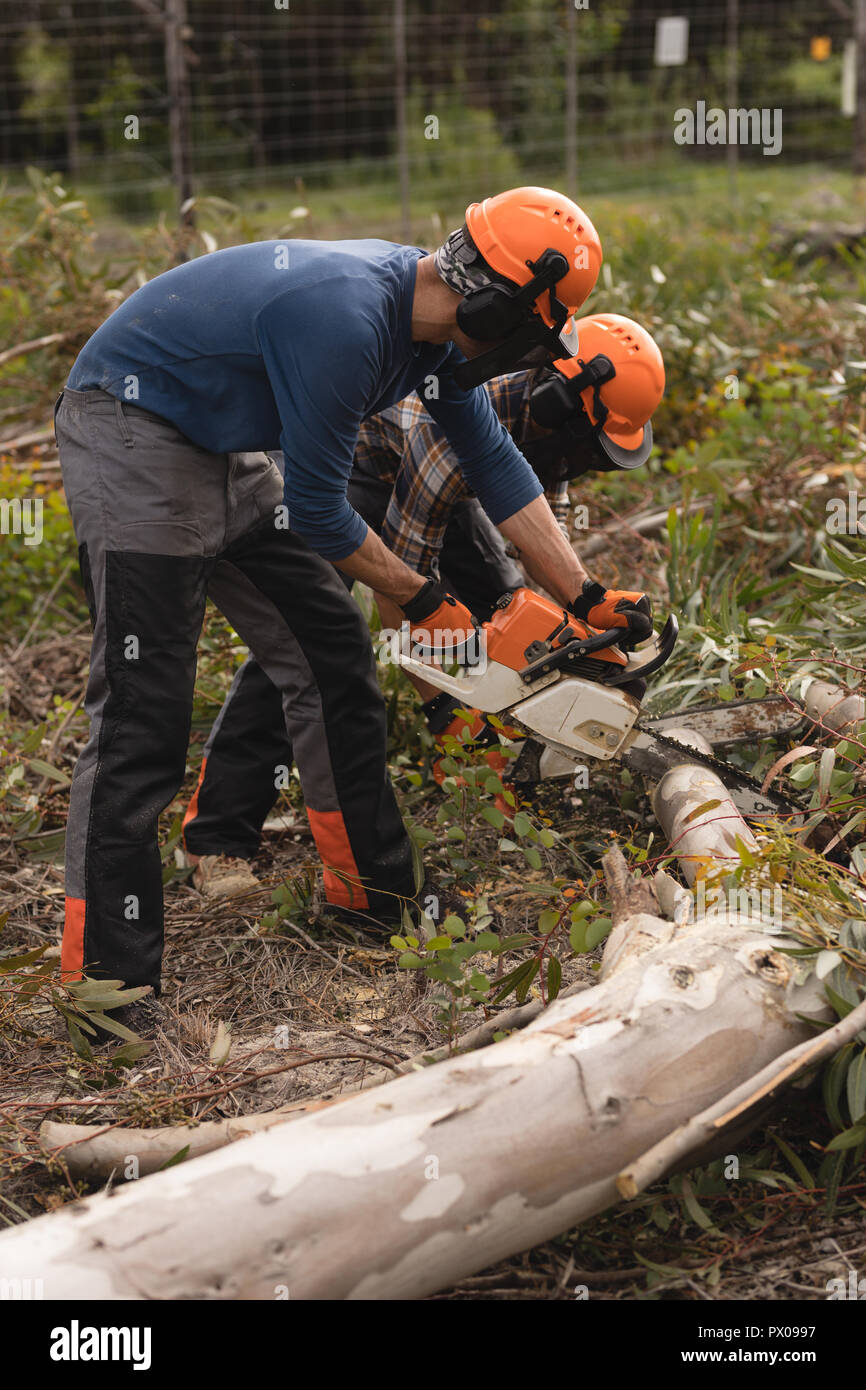 Cutting fallen tree hi-res stock photography and images - Alamy