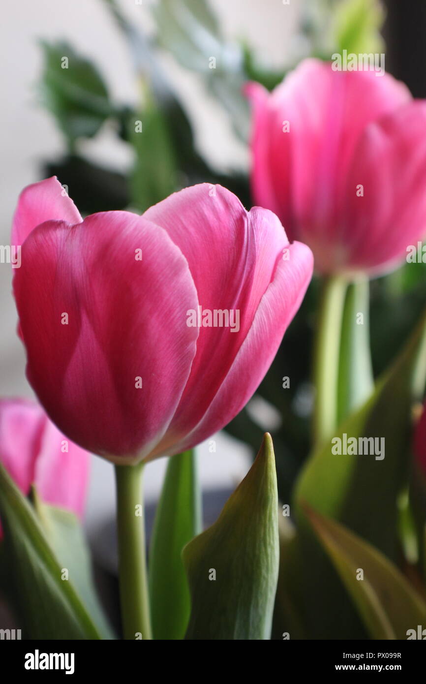 Pink tulip photos hi-res stock photography and images - Alamy