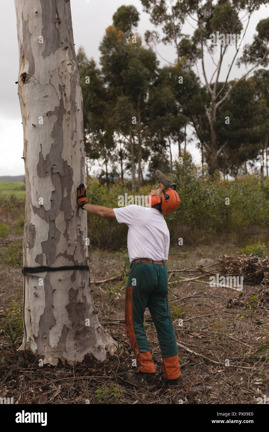 Lumberjack cutting tree in the forest Stock Photo - Alamy