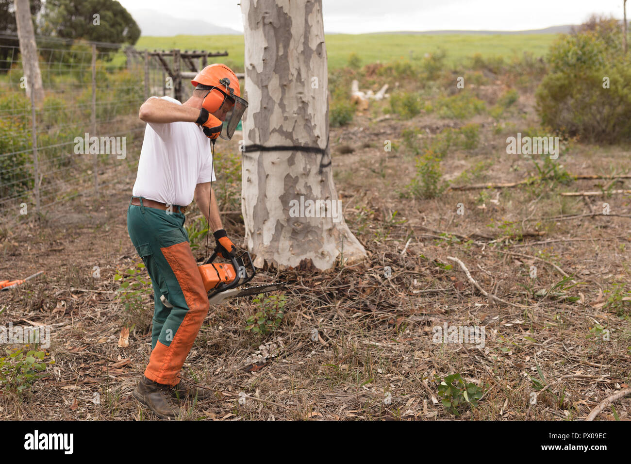 Lumberjack cutting tree in the forest Stock Photo - Alamy