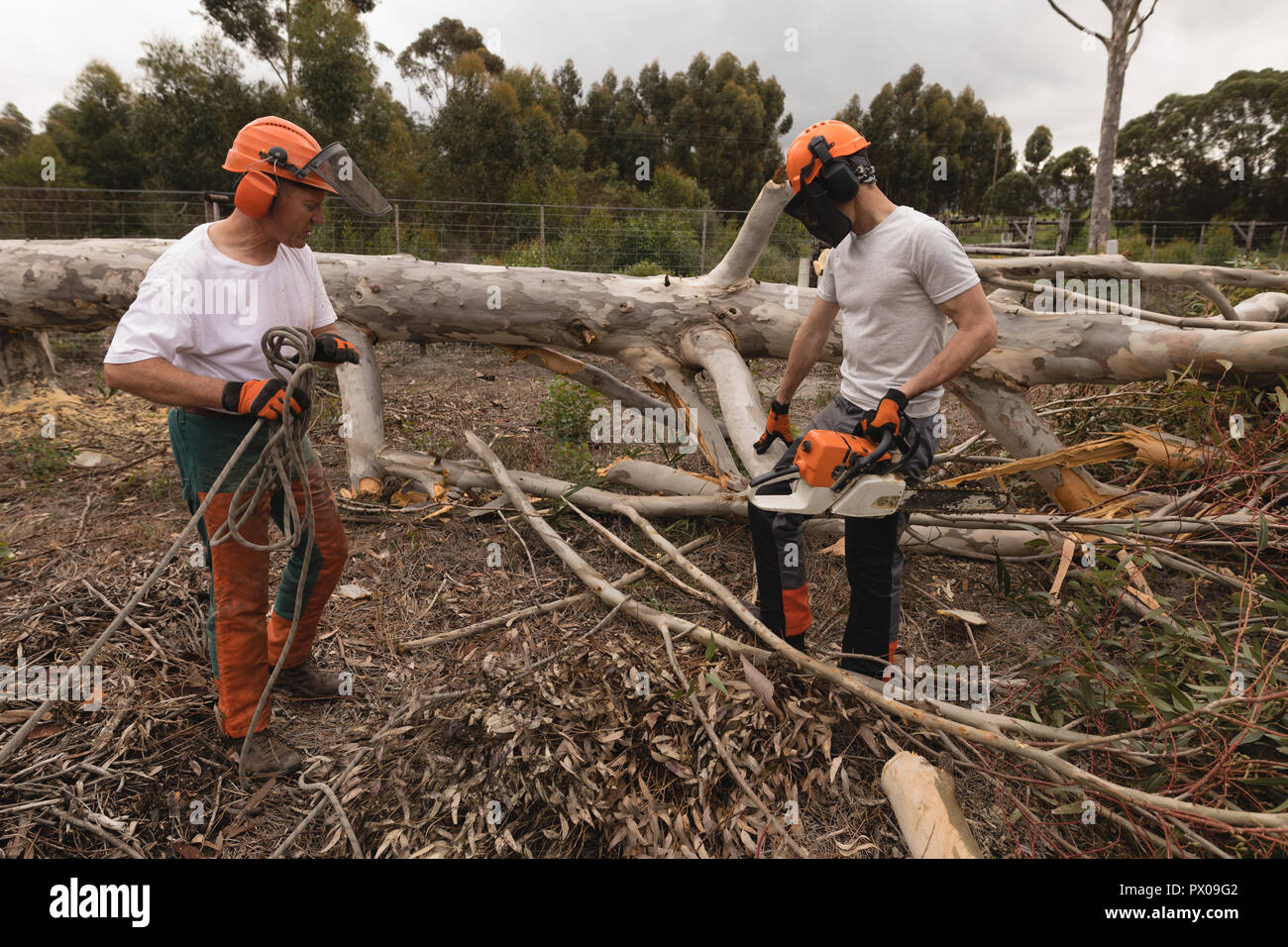 Lumberjack cutting tree in forest Stock Photo - Alamy