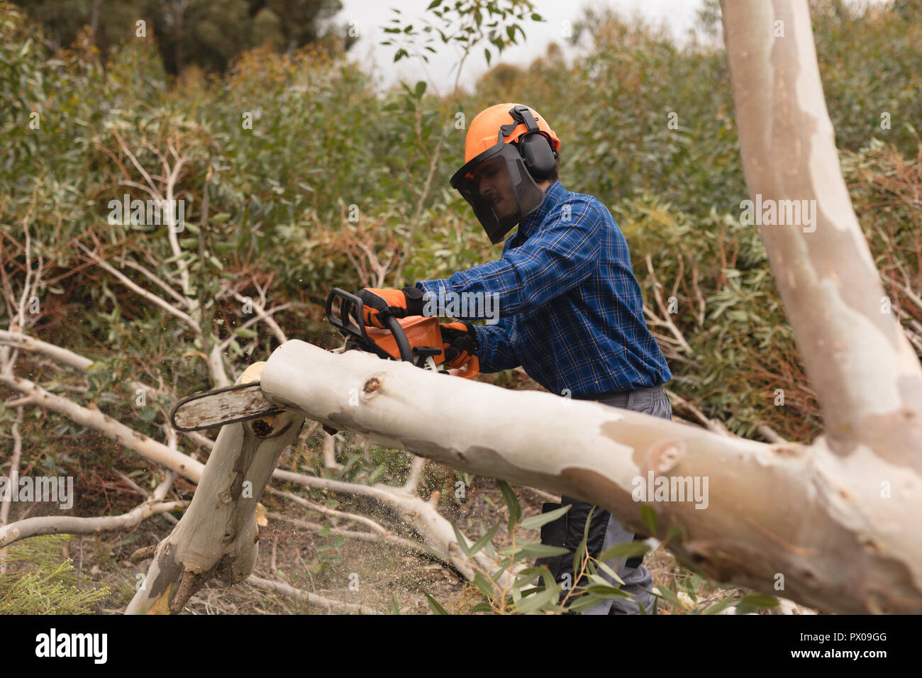 Lumberjack cutting fallen tree in the forest Stock Photo - Alamy