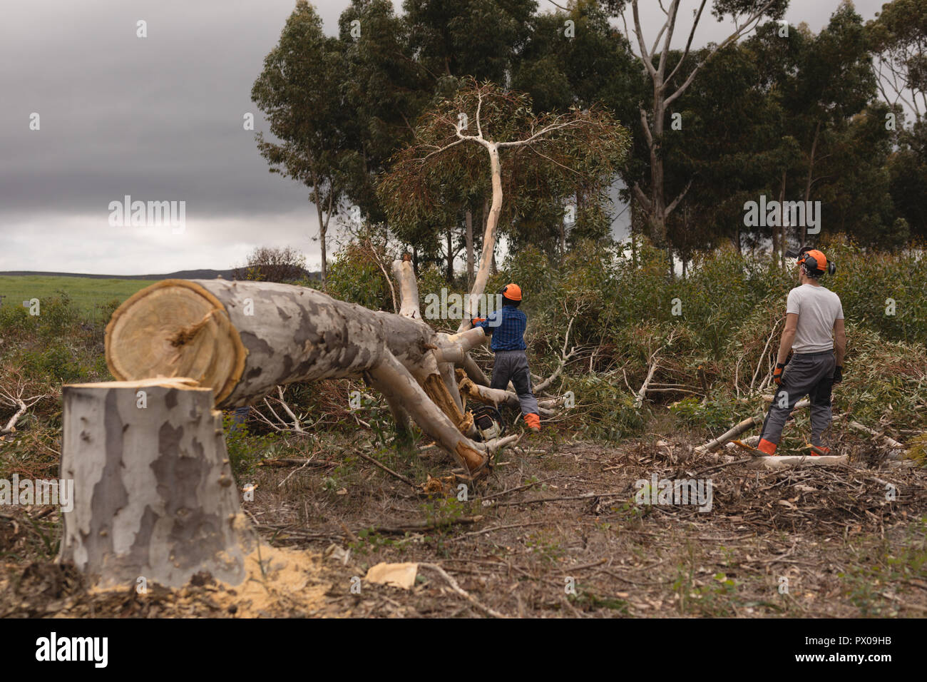 Two lumberjacks cutting tree in the forest Stock Photo - Alamy