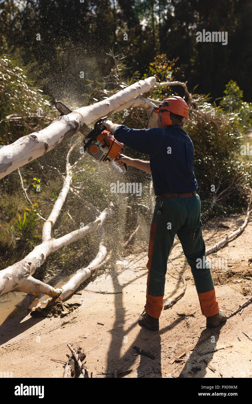 Lumberjack cutting fallen tree in the forest Stock Photo - Alamy