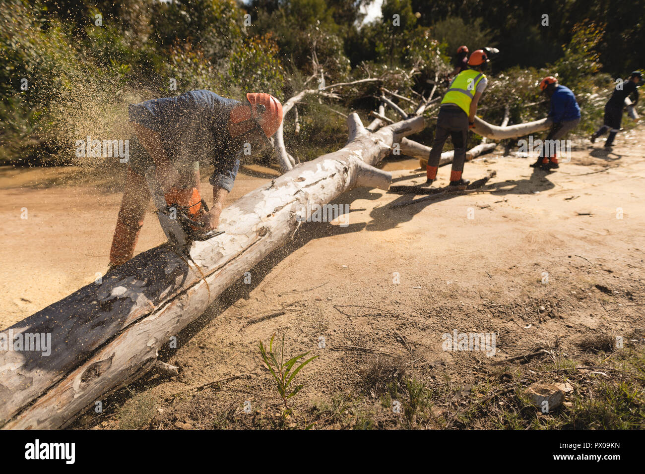 Lumberjacks cutting fallen tree hi-res stock photography and images - Alamy