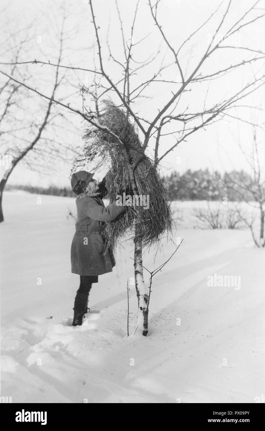 Winter in the 1940s. A girl is feeding the birds and puts a sheaf of ...
