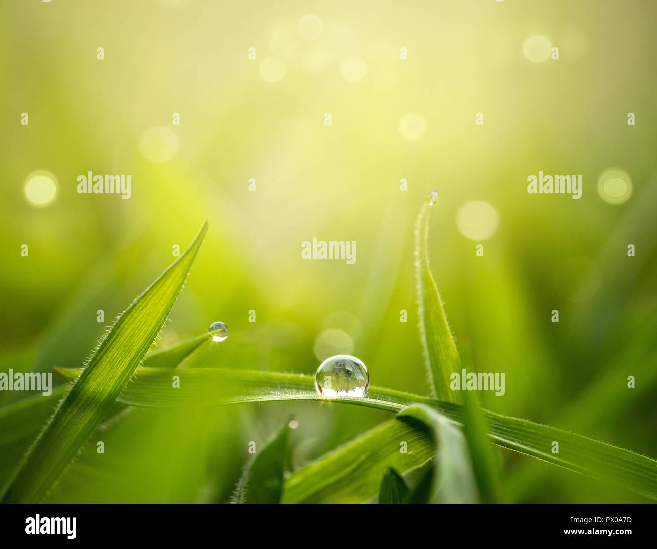 Condensation nature hi-res stock photography and images - Alamy