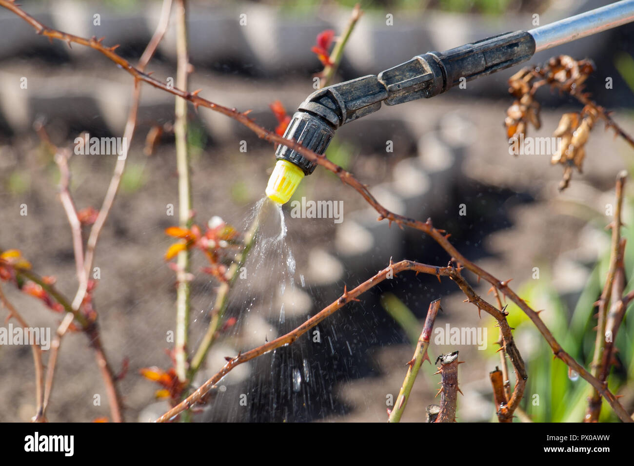 Spraying plants with chemicals and protecting a bush of roses from ...