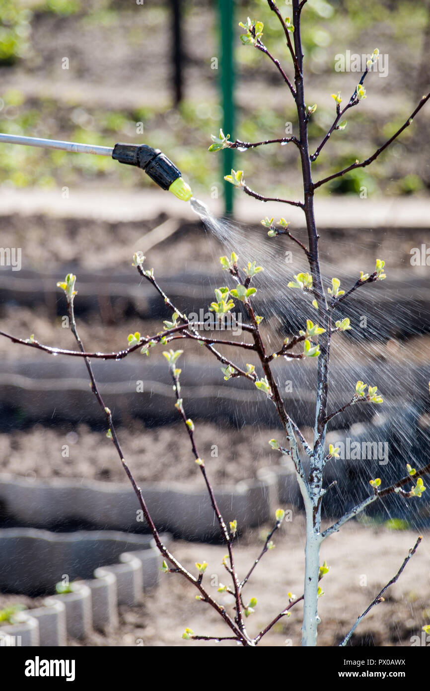 Protecting young apple tree from fungal disease or vermin with pressure ...