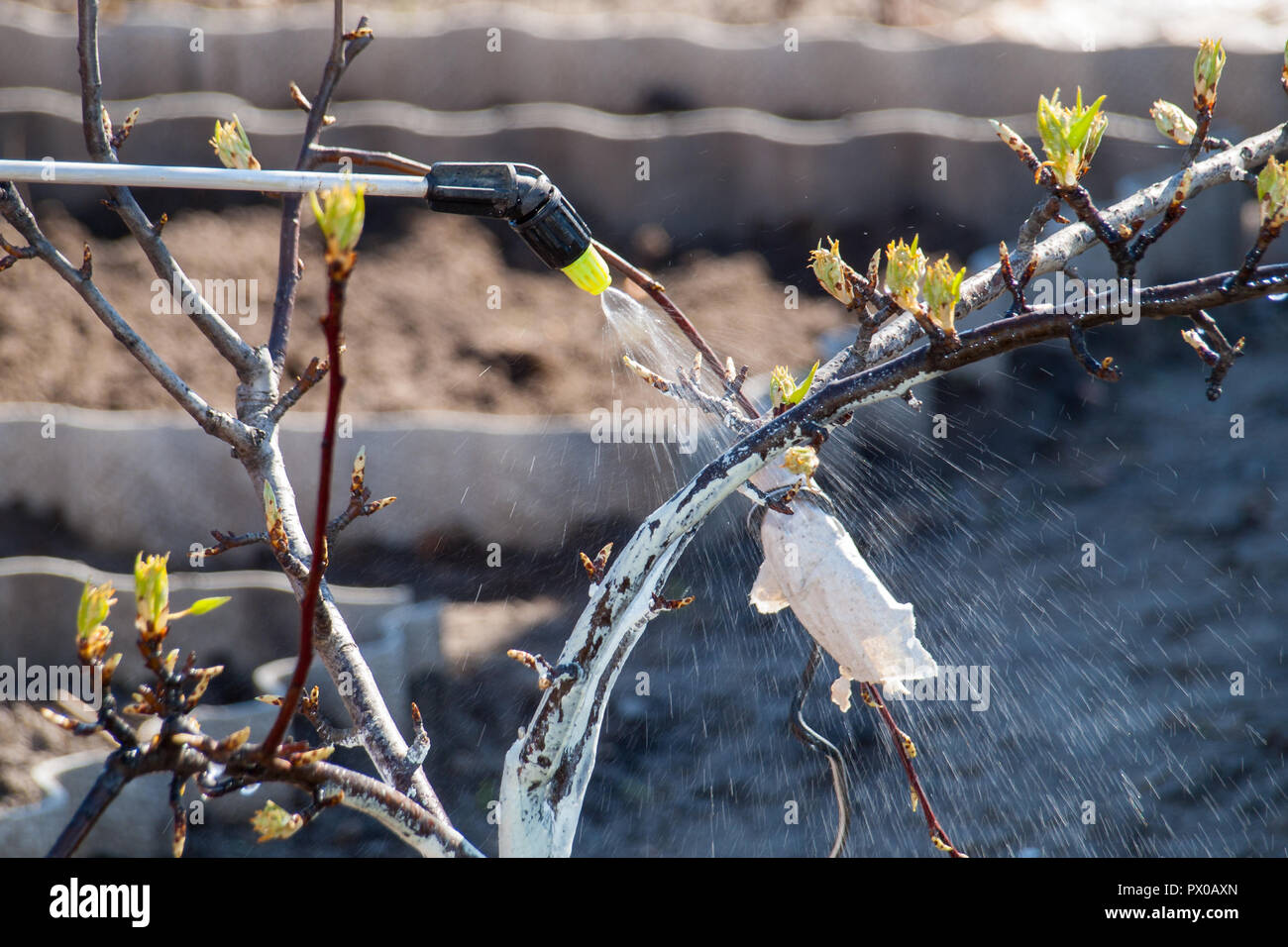 Young apple tree is protected from fungal disease or vermin by pressure ...