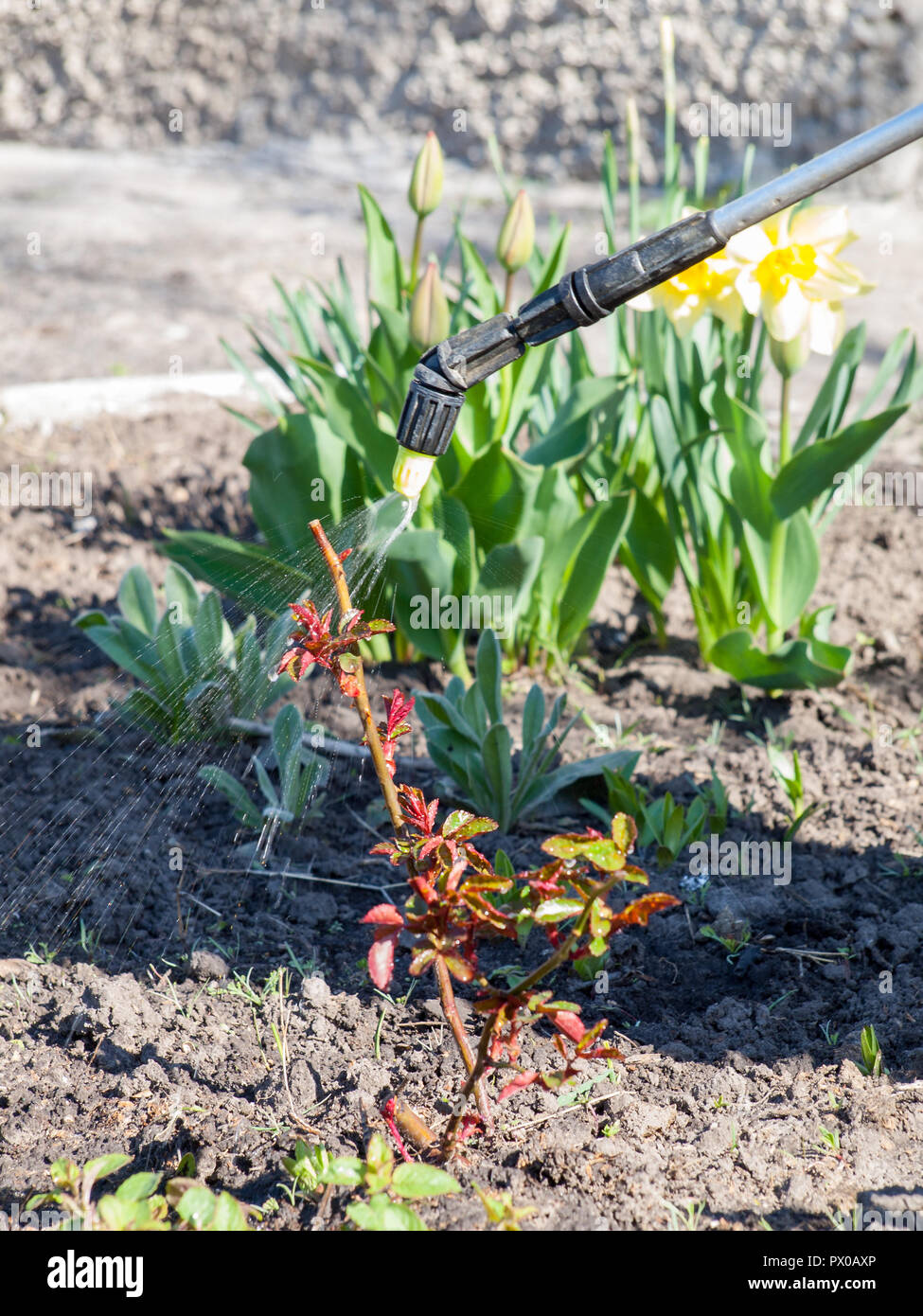 Bush of roses is sprayed by pressure sprayer with chemicals for ...