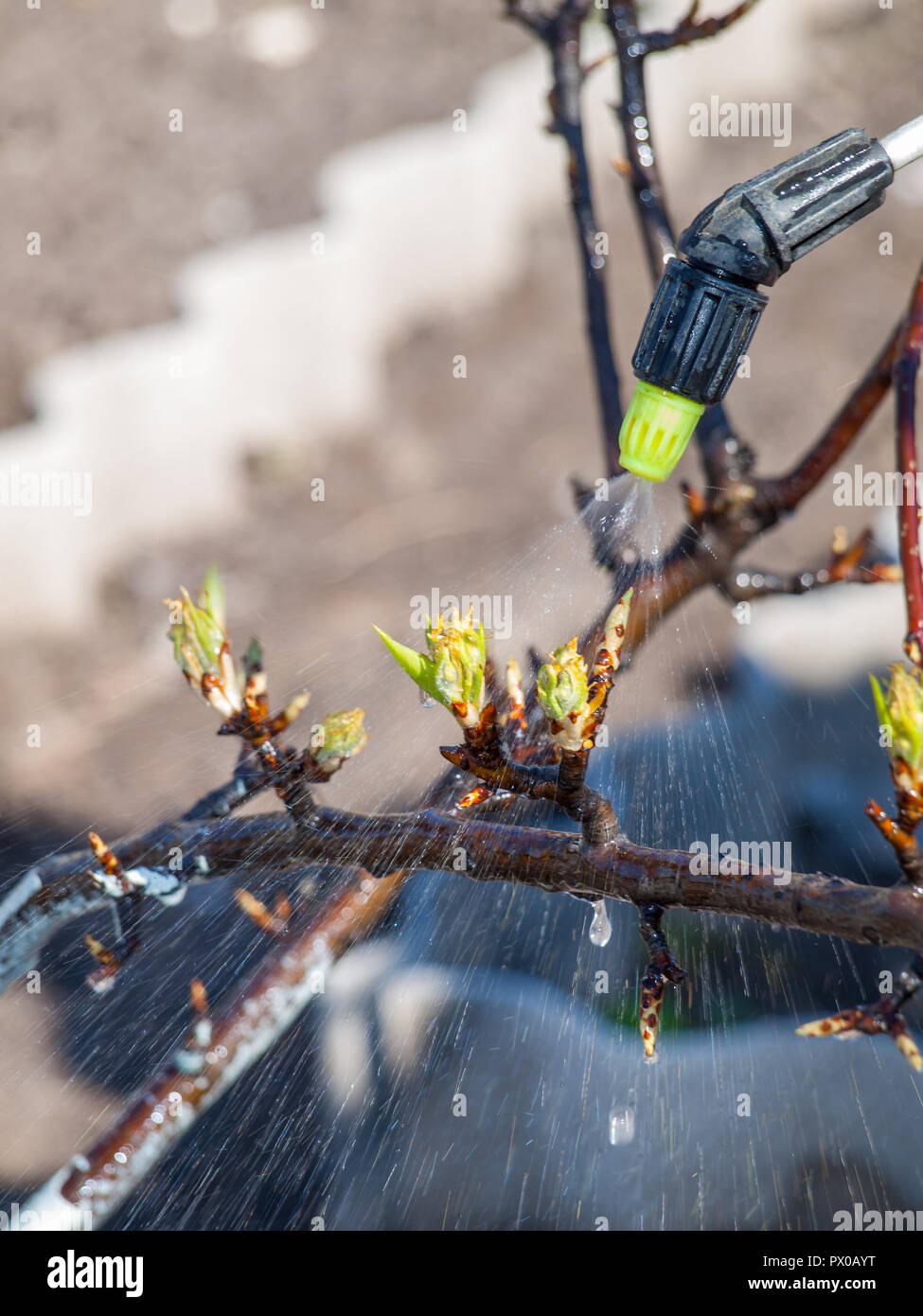 Young pear tree is protected from fungal disease or vermin by pressure ...