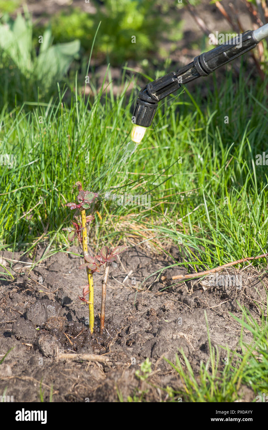 Seedling of roses is sprayed by pressure sprayer with chemicals for ...