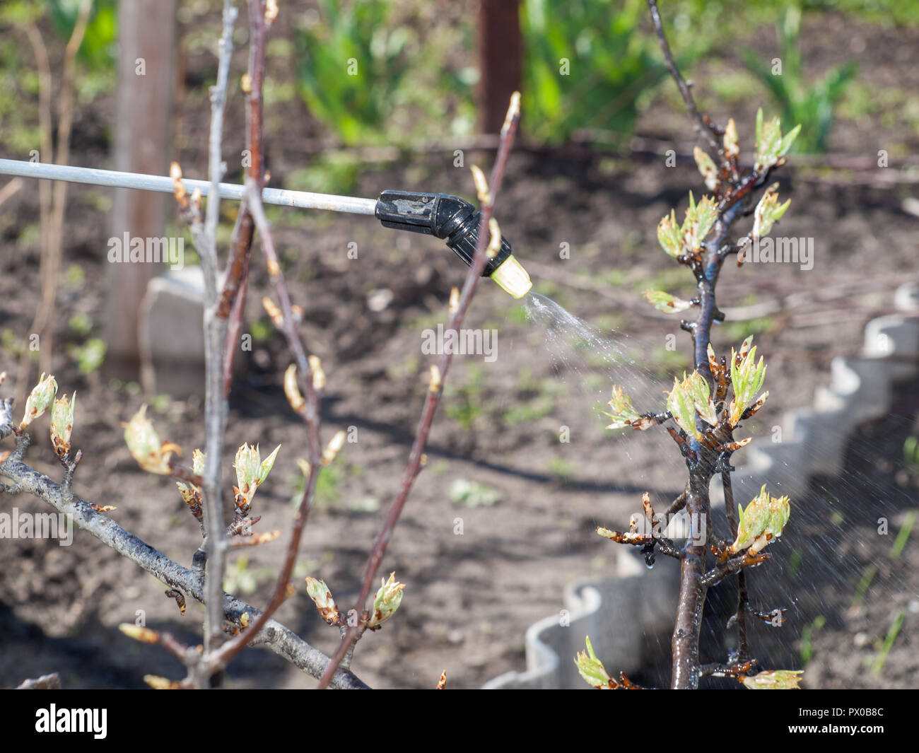 Young pear tree is protected from fungal disease or vermin by pressure ...
