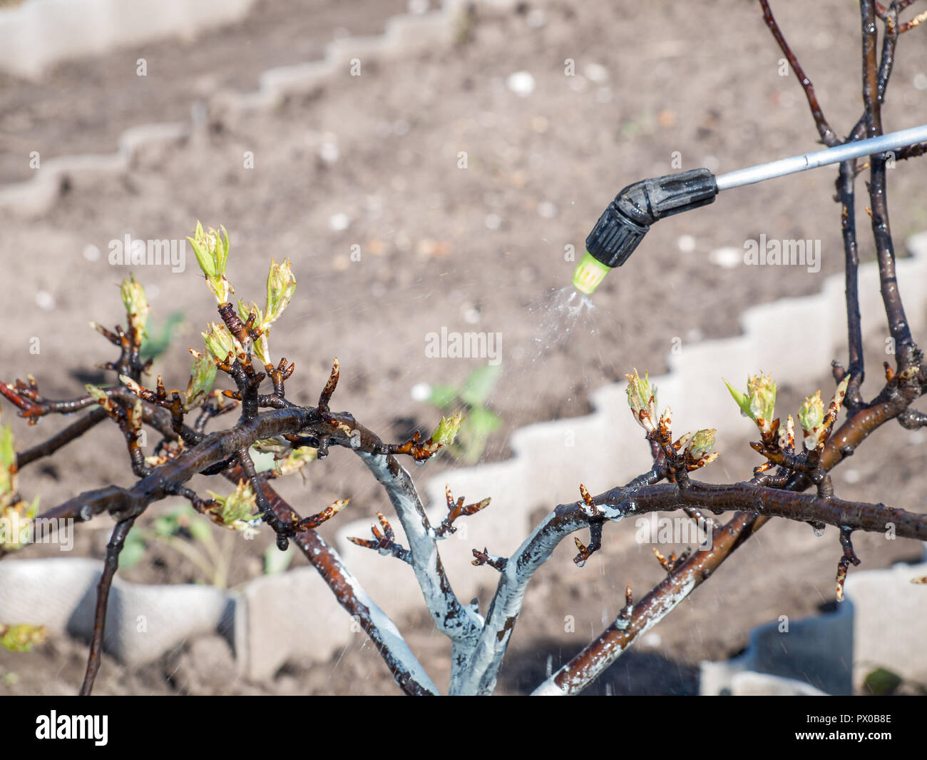 Young pear tree is protected from fungal disease or vermin by pressure ...