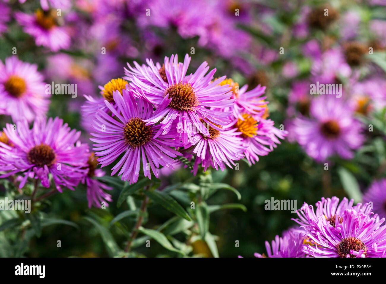Syn aster novae angliae harringtons pink hi-res stock photography and ...