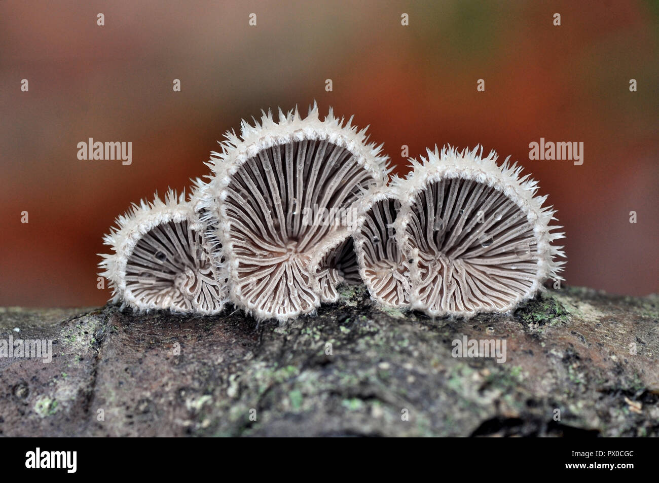Schizophyllum hi-res stock photography and images - Alamy