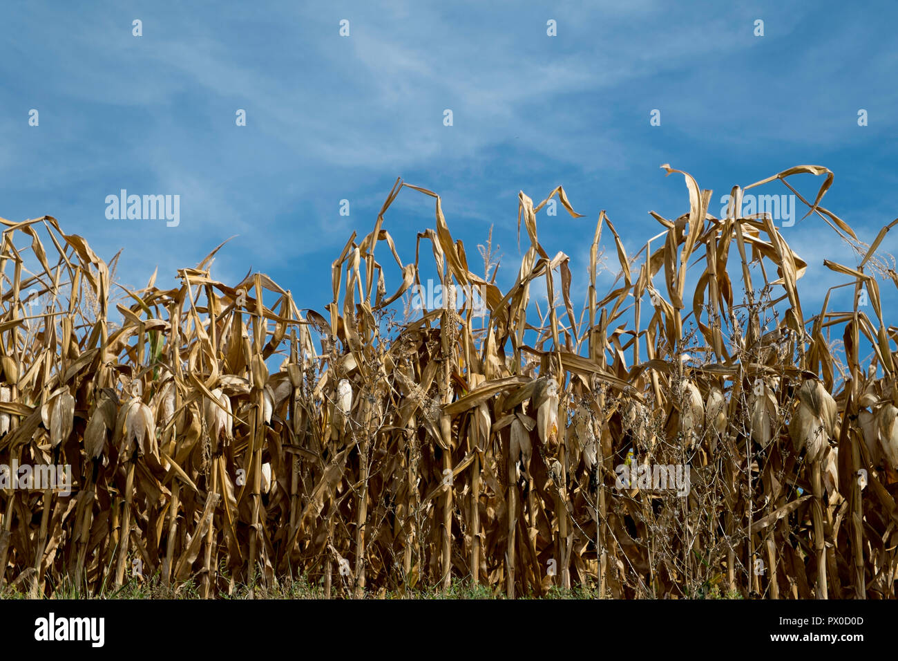 Golden Maize ready for harvesting against a blue skyscape in the Loire ...