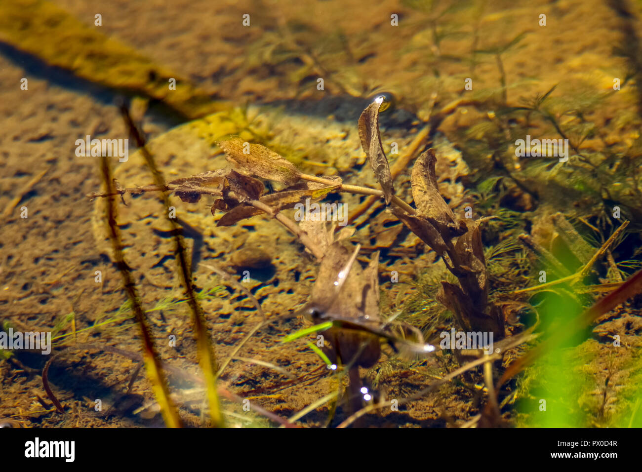 Underwater scenery, algae, clean clear water, cleanliness river Memele ...