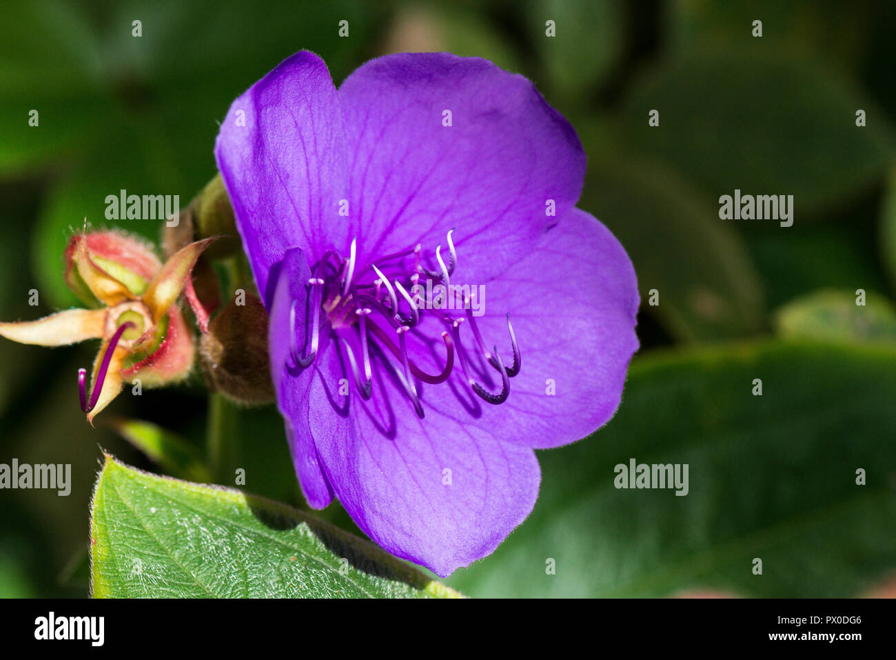Purple glory tree hi-res stock photography and images - Alamy