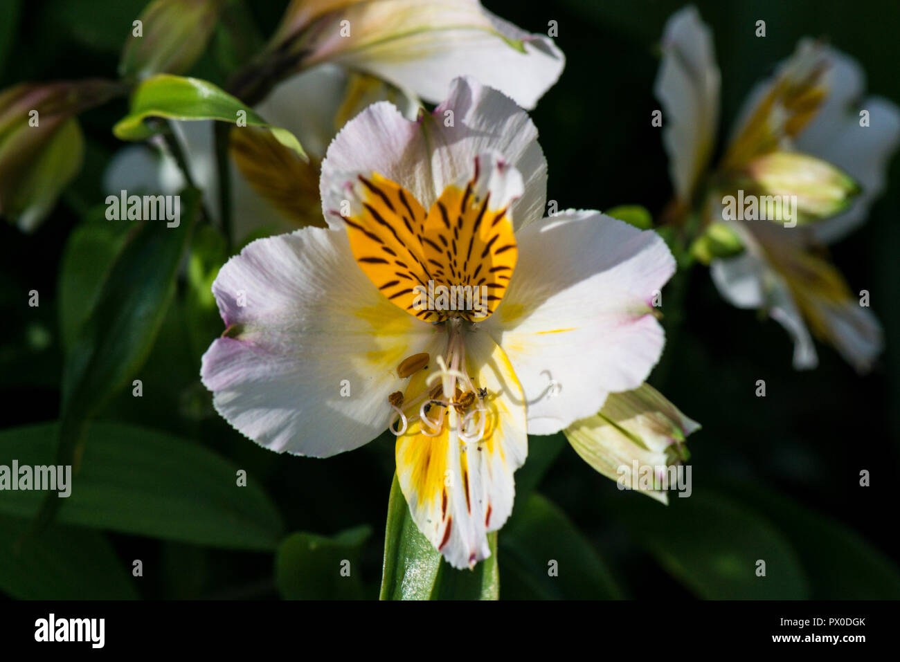 The flower of a Peruvian lily 'Apollo' (Alstroemeria 'Apollo Stock ...