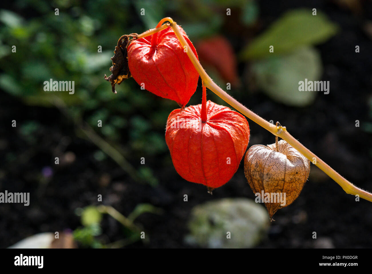Bladder pods hi-res stock photography and images - Alamy