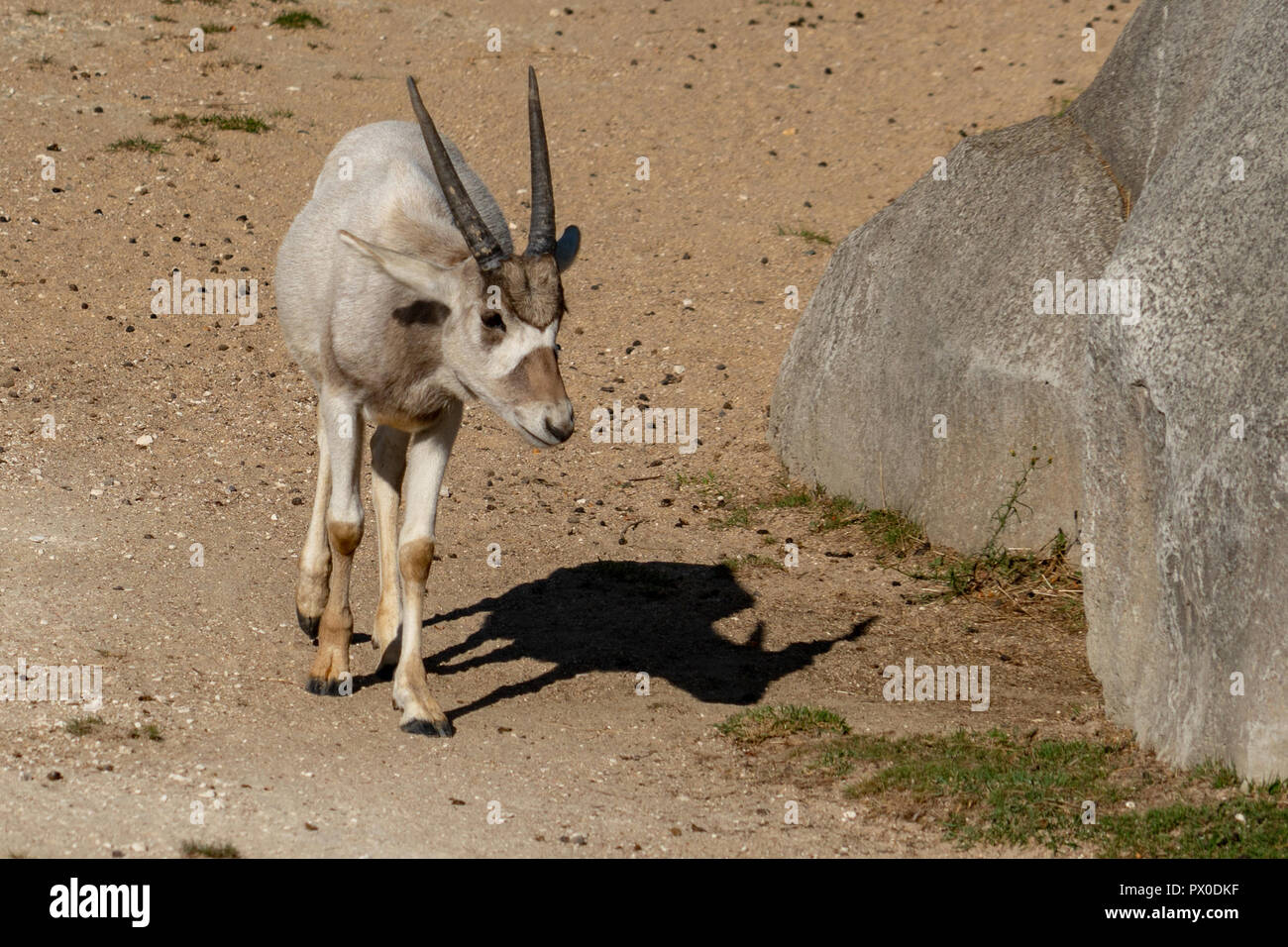 Addax white Antelope close up portrait Stock Photo - Alamy