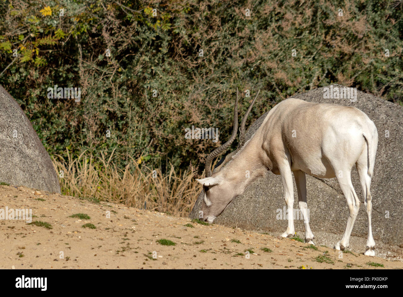Addax sahara hi-res stock photography and images - Alamy
