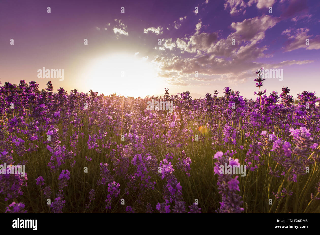 purple flower field Stock Photo - Alamy