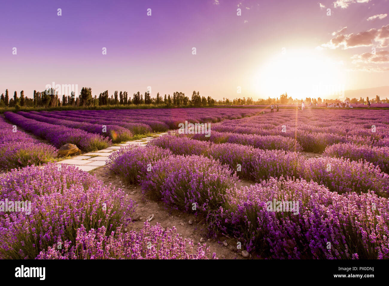 purple flower field Stock Photo - Alamy