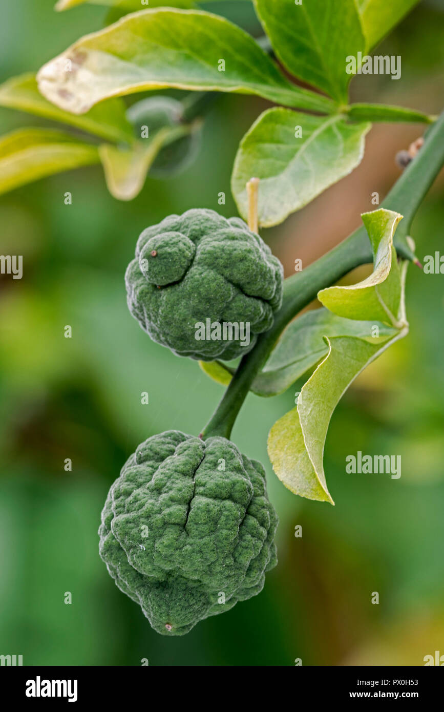 Japanese bitter-orange / hardy orange / Chinese bitter orange ...