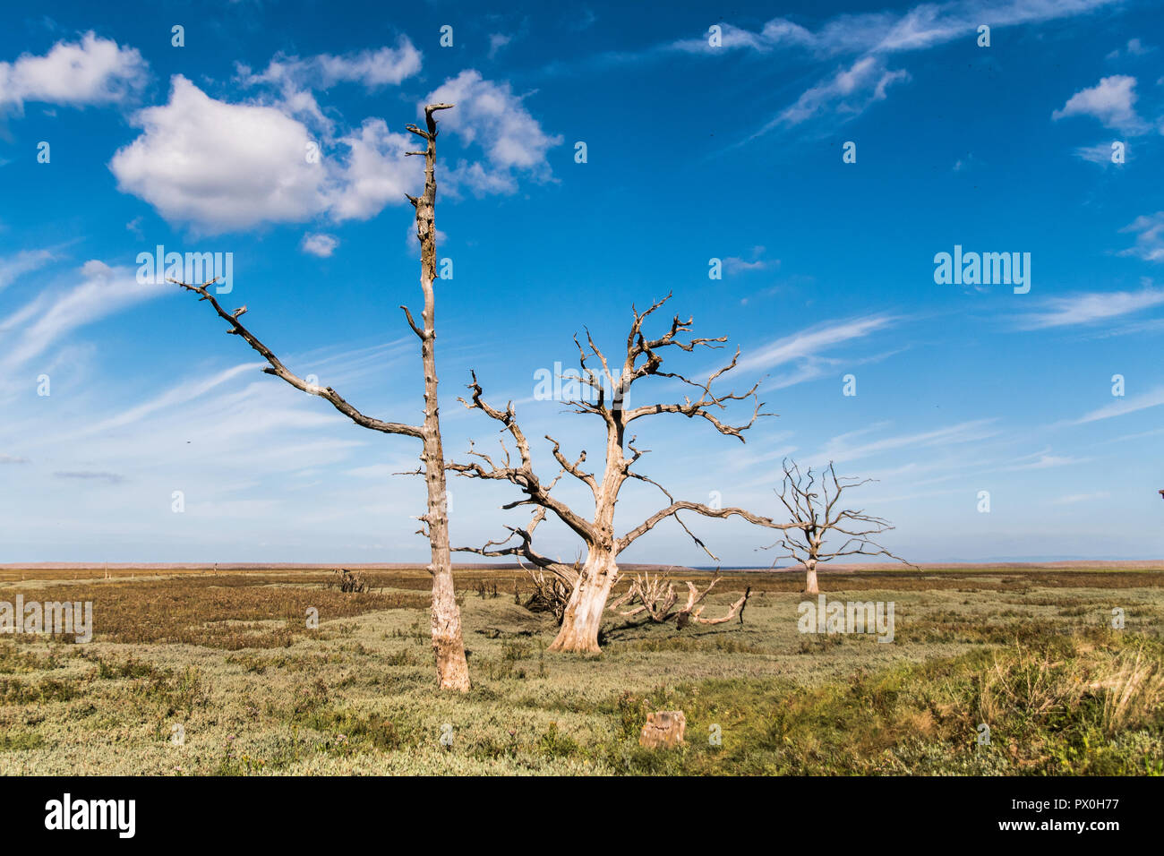 Porlock marsh trees. dead trees in the sea marsh at Porlock, somerset ...