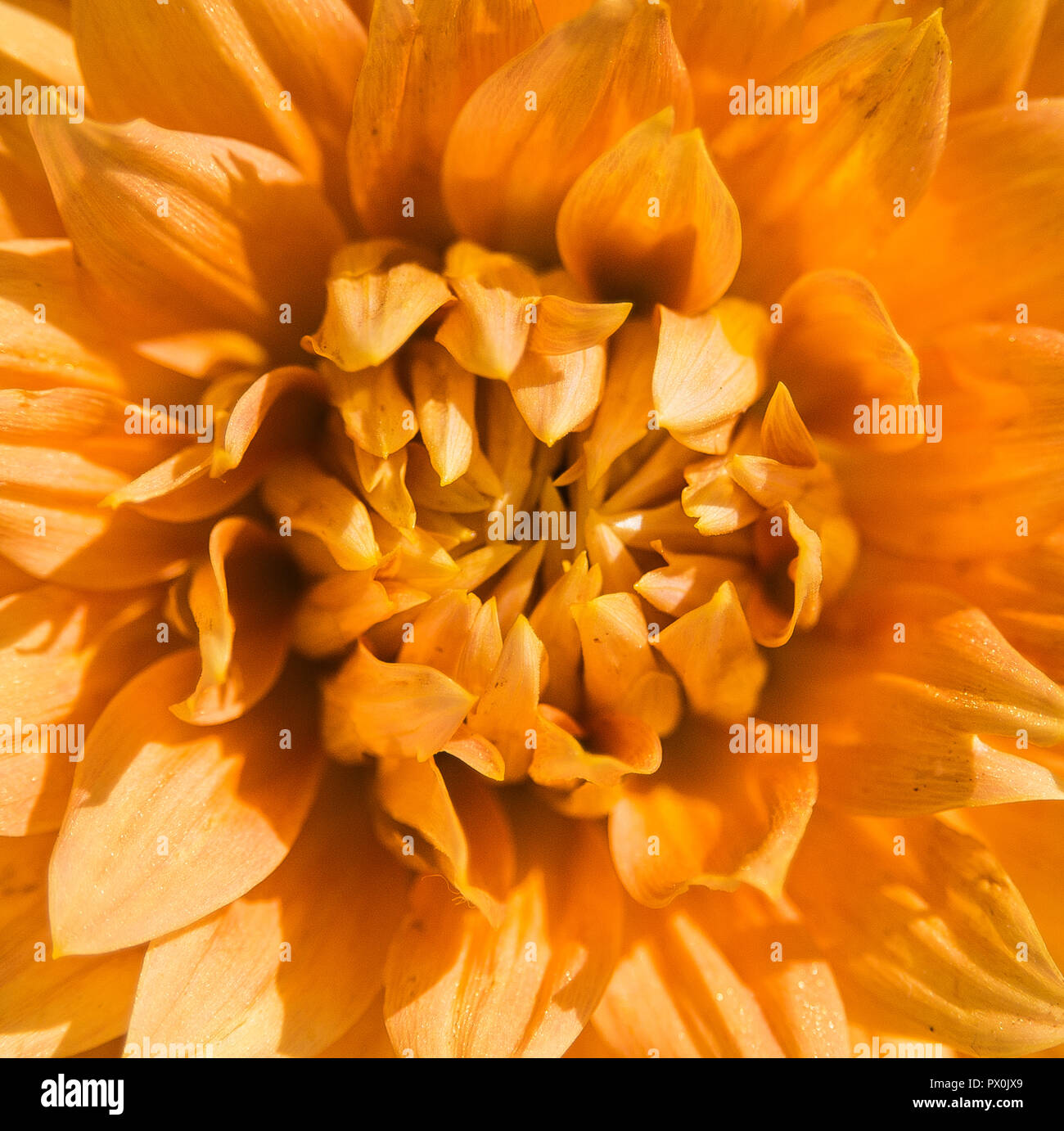 Spring Flower in the Garden with Cheerful Color, Athens Greece Stock ...