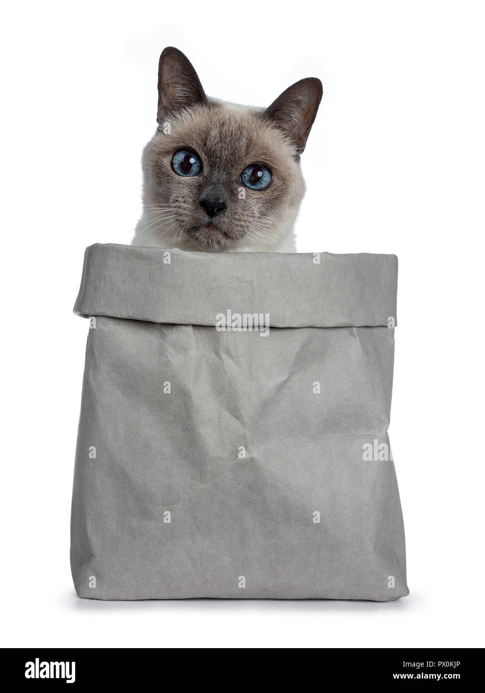 Senior blue point Thai cat sitting in grey bag, looking over edge with ...