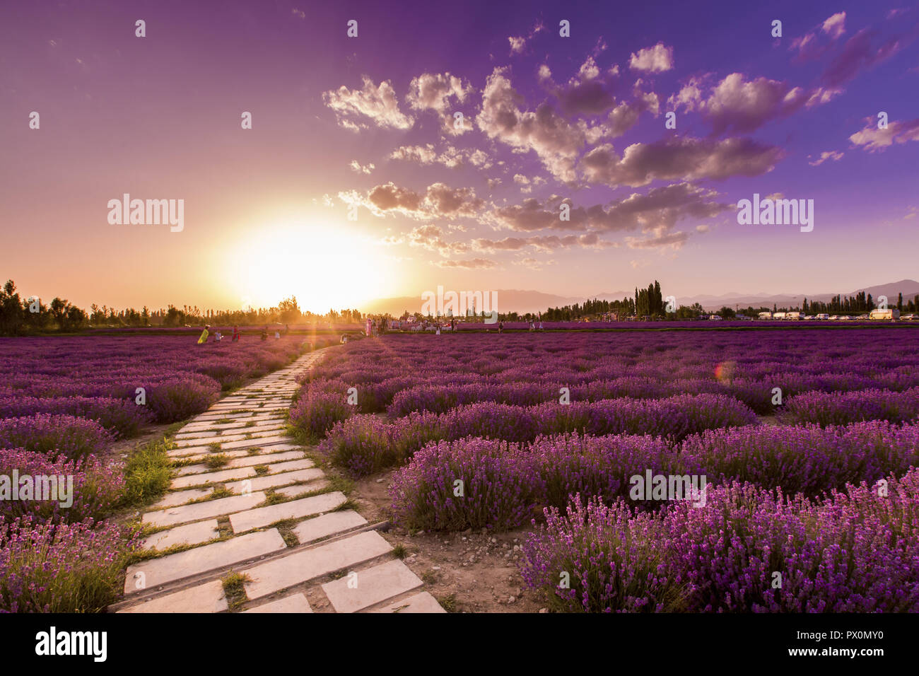 purple flower field Stock Photo - Alamy