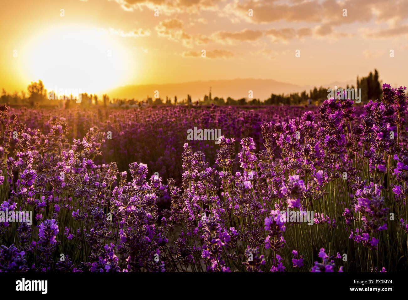 purple flower field Stock Photo - Alamy